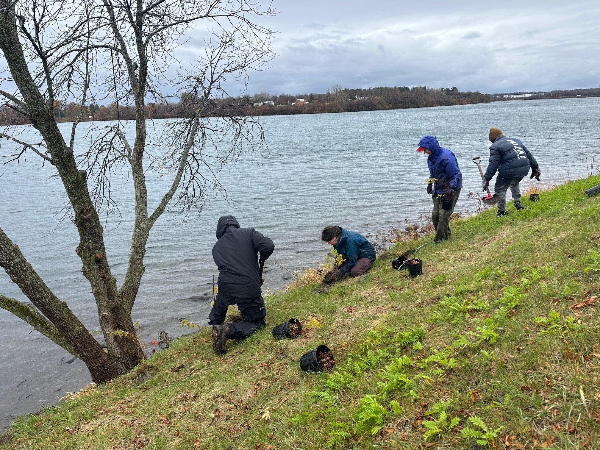 A (Soggy) Success! Shoreline Planting in Cornwall - St Lawrence